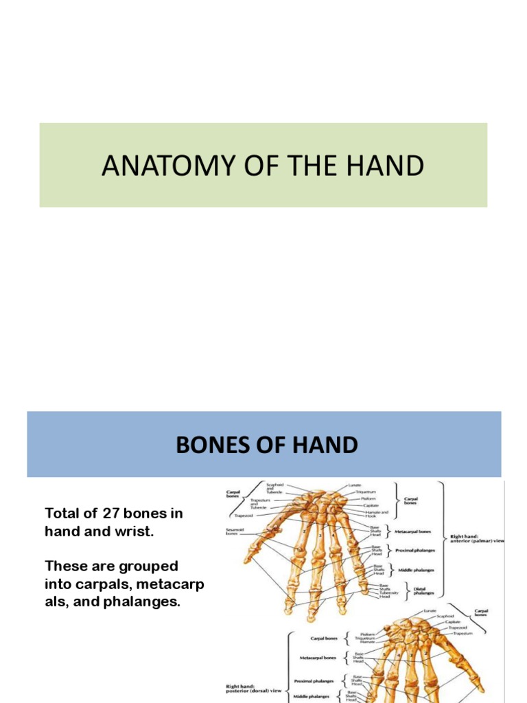 Anatomy of Hand | PDF | Thumb | Hand