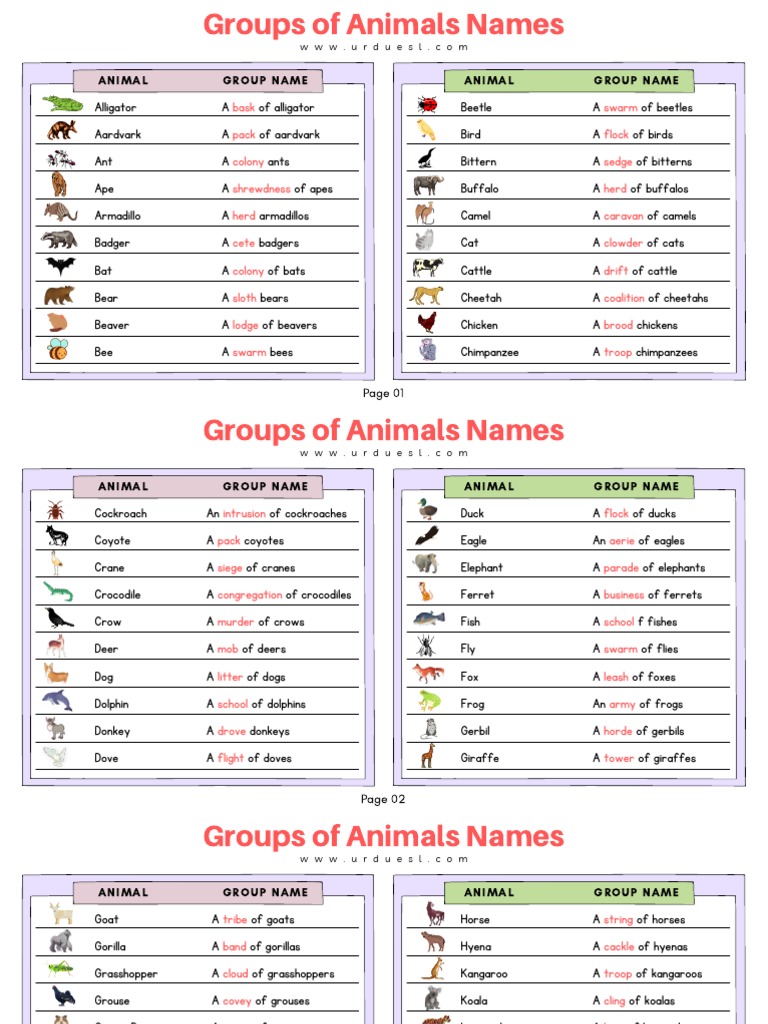 Groups of Animals Names | PDF | Organisms