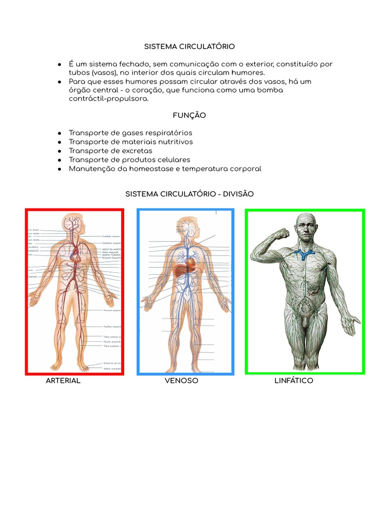 Sistema Circulatório | PDF | Sistema circulatório | Coração