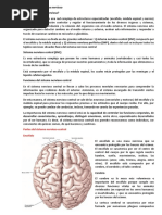 Anatomía del Tectum y Tegmentum | PDF | Anatomía | Cerebro