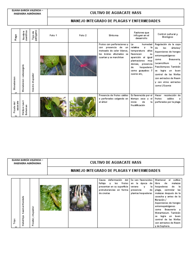 Manejo Integrado de Plagas y Enfermedades en El Cultivo de Aguacate-1 | PDF | Plaga (organismo ...