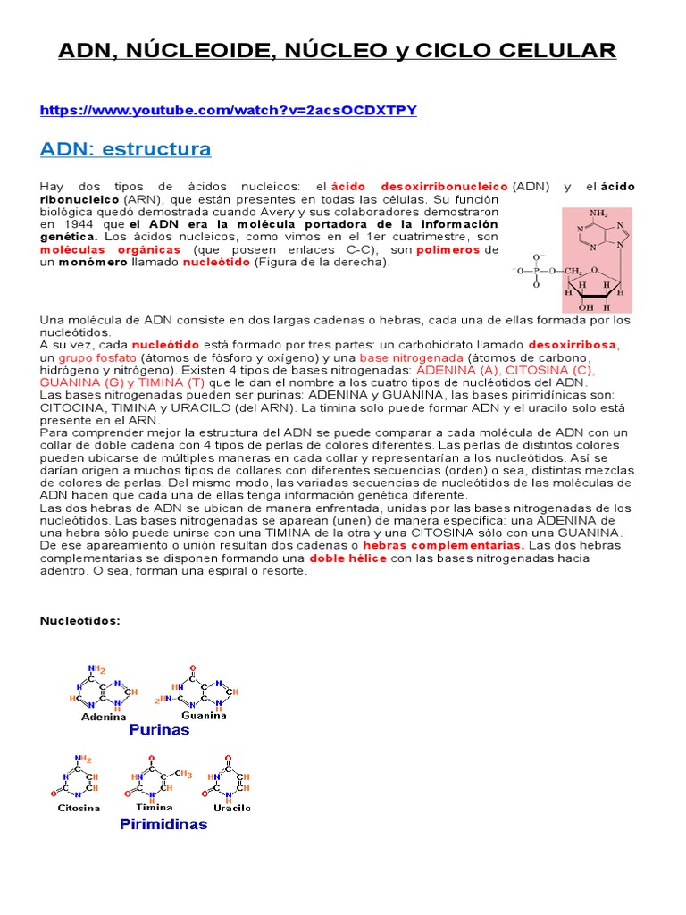 ADN, Nucleoide y Núcleo Celular, Ciclo Celular | PDF | Biología Celular ...
