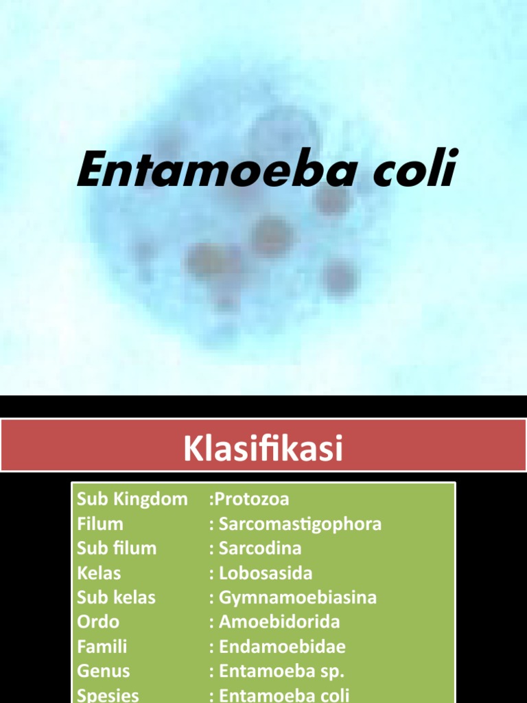 Entamoeba Coli | PDF