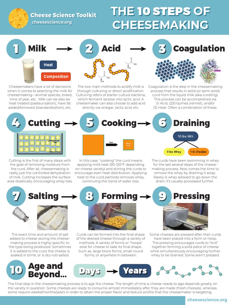 10 Steps Cheesemaking Infographic | PDF | Cheesemaking | Cheese