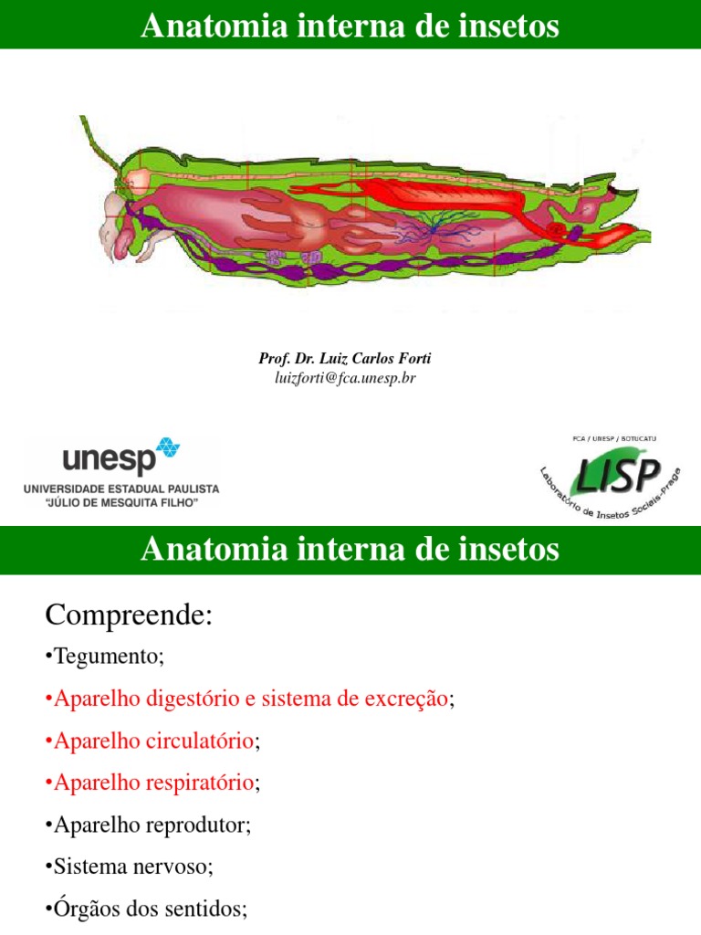 Anatomia Interna de Insetos | PDF | Sistema digestivo humano | Sistema ...