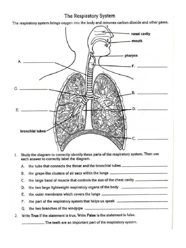 13 The Respiratory System Worksheet | PDF