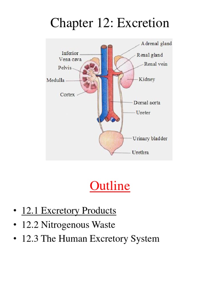 Chapter 12 - Excretion | PDF | Excretion | Dialysis