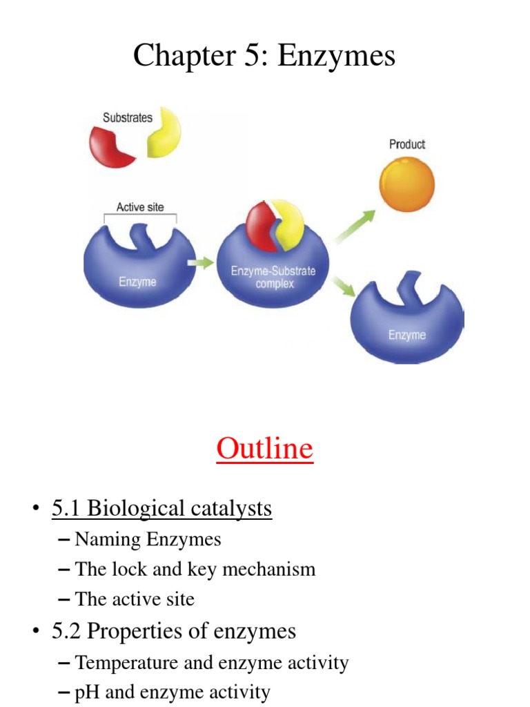Chapter 5 - Enzymes | PDF | Enzyme | Active Site
