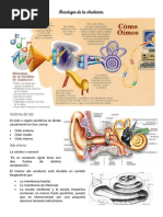 El Colículo Superior | PDF | Anatomía humana | Neurociencia