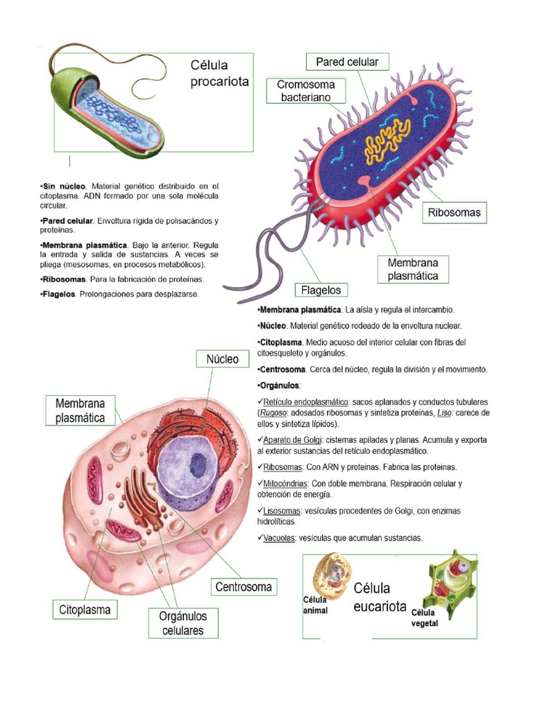 Lectura Sobre La Célula | PDF