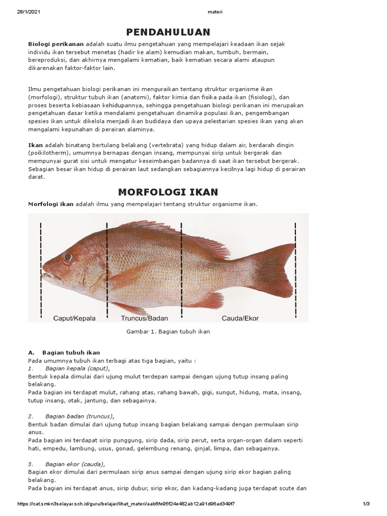 Materi 1 Morfologi Ikan | PDF