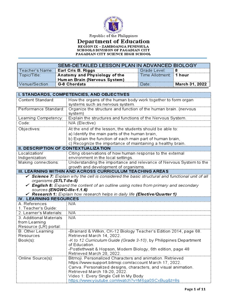 Anatomy of the Human Brain Lesson Plan | PDF | Brainstem | Cerebral ...