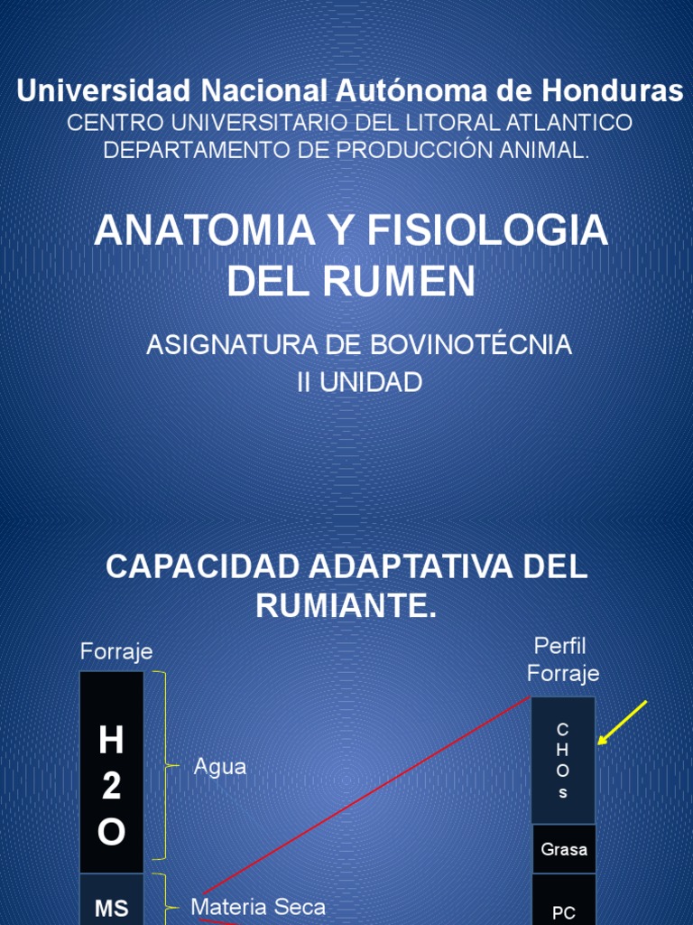 Anatomia y Fisiologia Del Rumen | PDF | Rumiante | Digestión