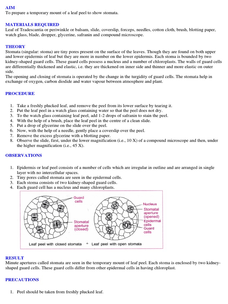 PDF - To Prepare Temp Mount of Leaf Peel To Observe Stomata | PDF ...