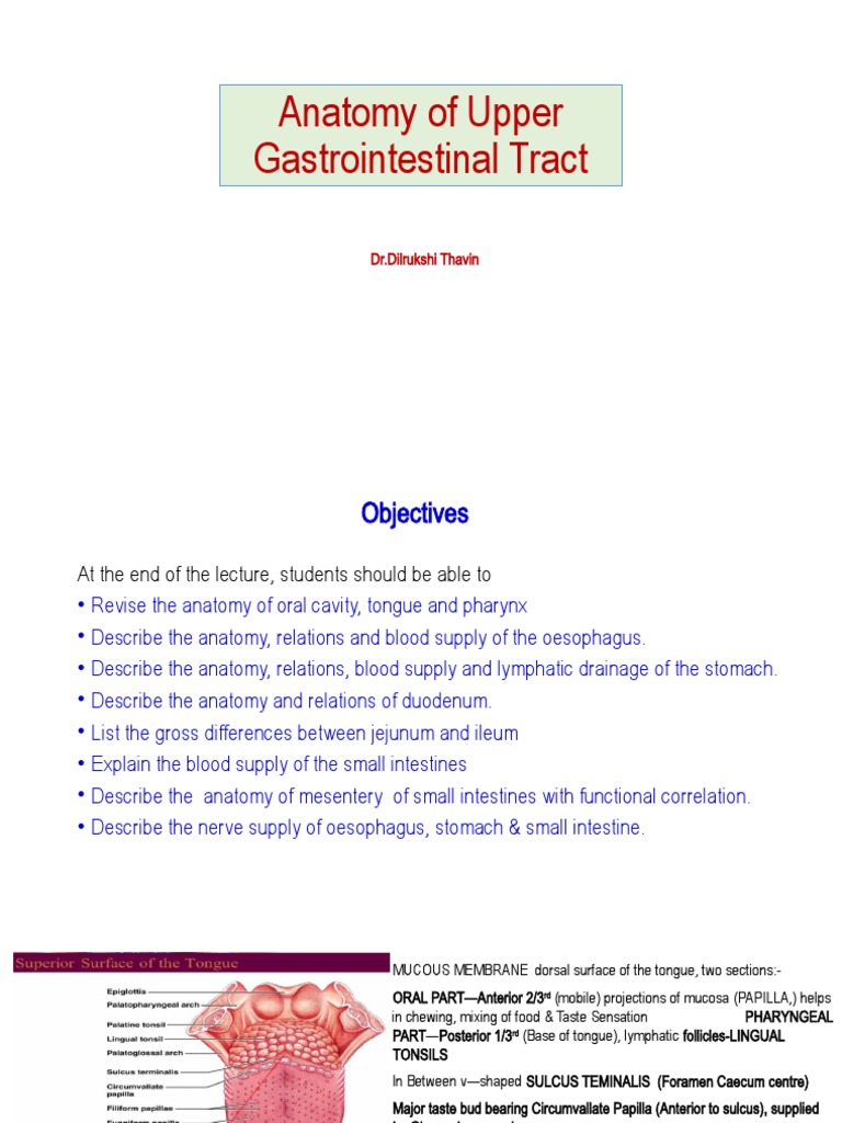Anatomy of Upper GI Tract | PDF | Esophagus | Tongue
