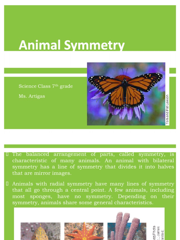 Animal Symmetry | PDF