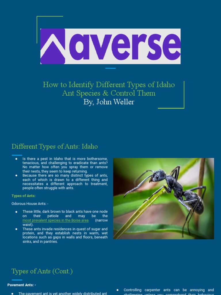 How To Identify Different Types of Idaho Ant Species & Control Them ...
