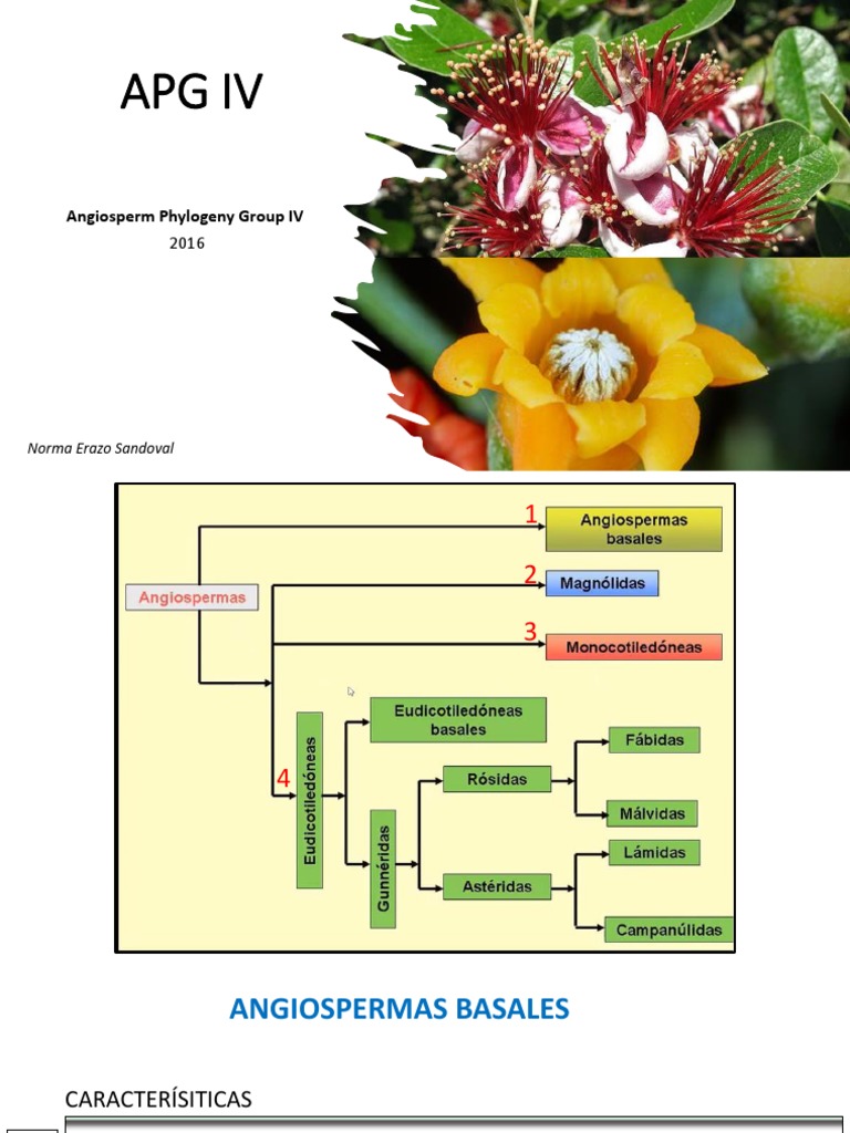 Presentación Apg Iv 2022 | PDF | Plantas | Botánica