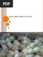 Penyakit Ayam Petelur | PDF