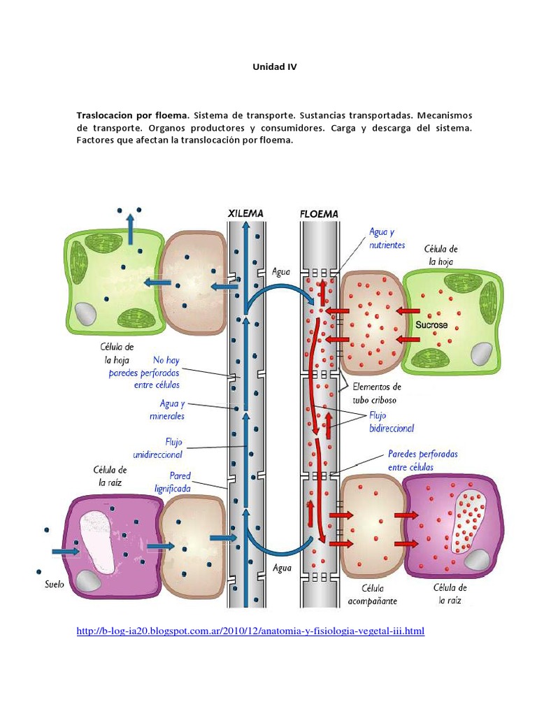 Tarea - Transporte en El Floema | PDF | Química | Plantas