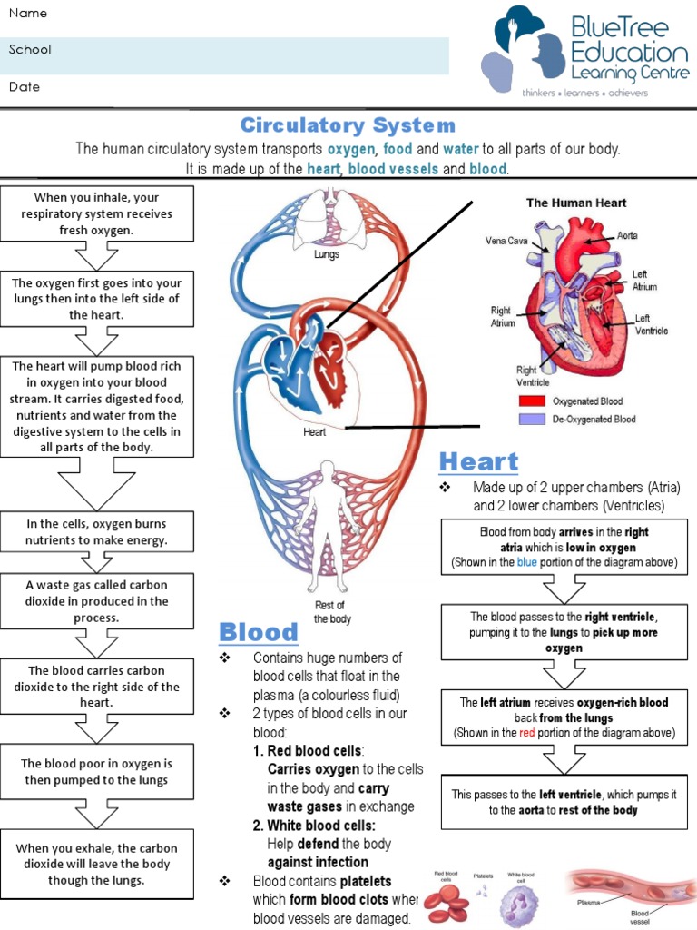 Circulatory System Notes SL | PDF | Blood | Heart