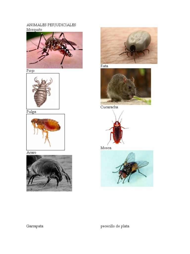 Animales Perjudiciales | PDF