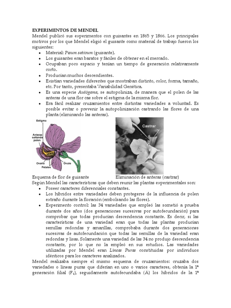 Experimentos de Mendel | PDF | Dominancia (Genética) | Alelo