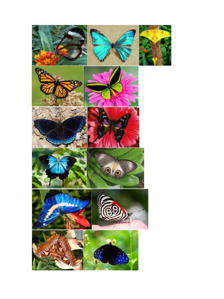 25 Mariposas | PDF