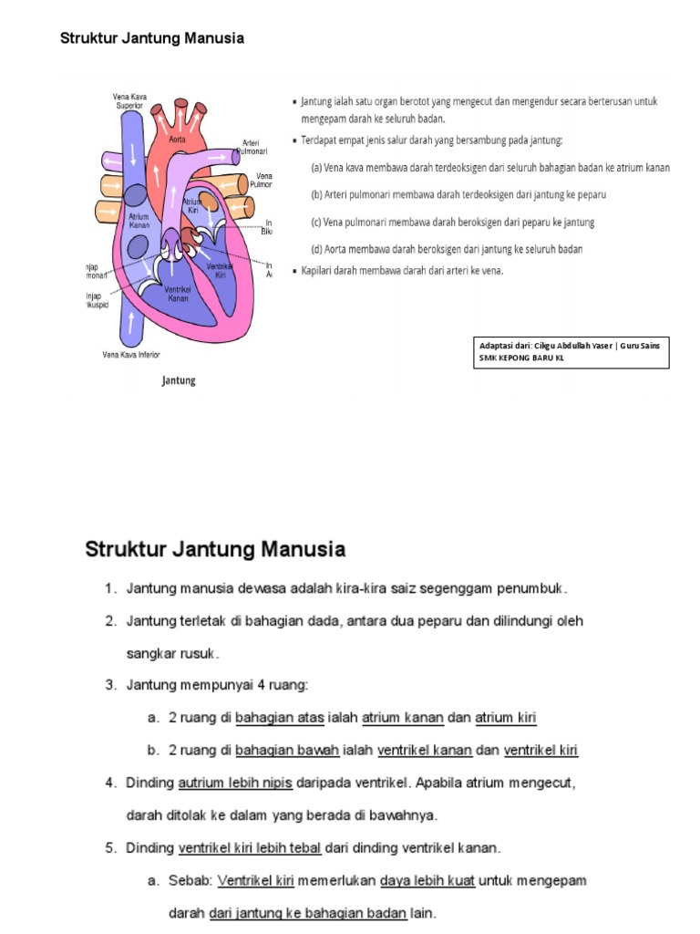 Nota Sains Tingkatan 3: Bab 3 Struktur Jantung | PDF