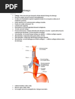 Anatomia, Irrigacion, Inervación Del Esofago y Estomago | PDF ...