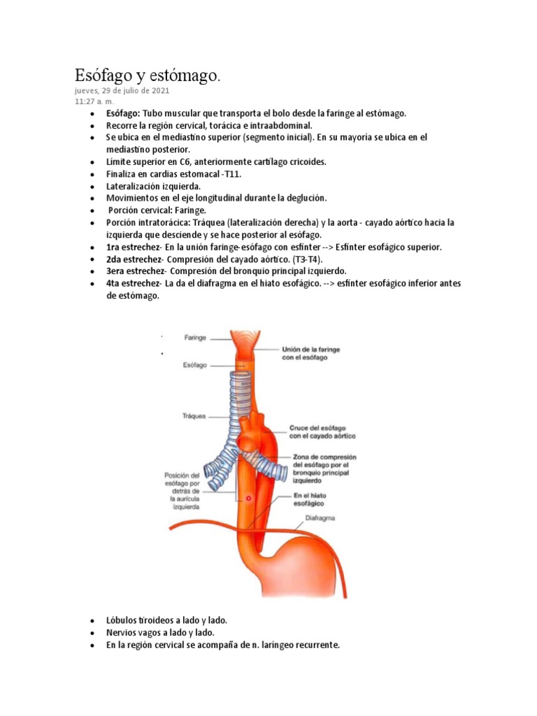 Esófago y Estómago | PDF | Estómago | Tórax (anatomía humana)