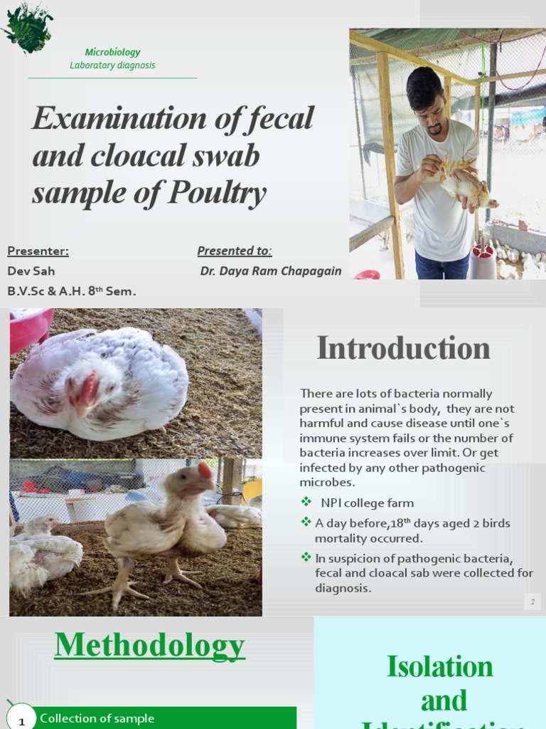 Examination of Fecal and Cloacal Swab Sample of | PDF | Staining ...