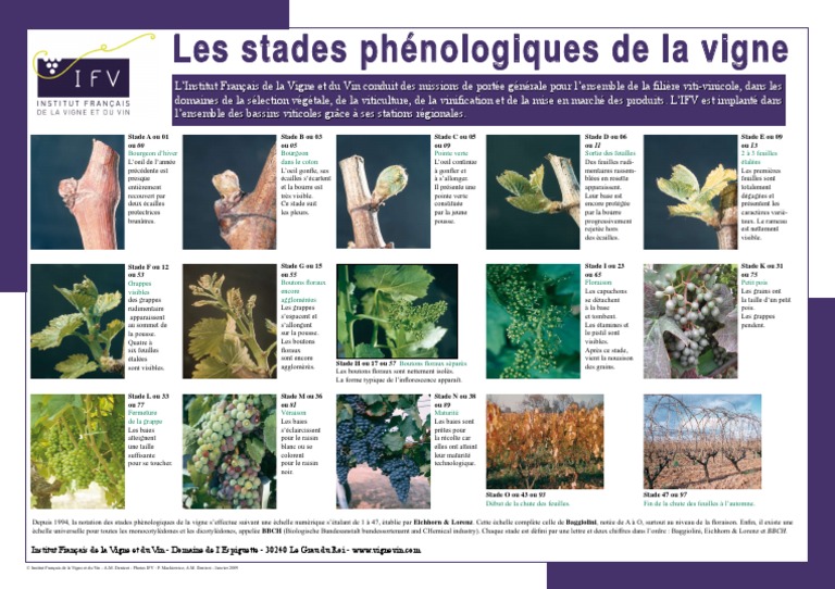 IFV - poster les stades phénologiques de la vigne 09 | Viticulture ...