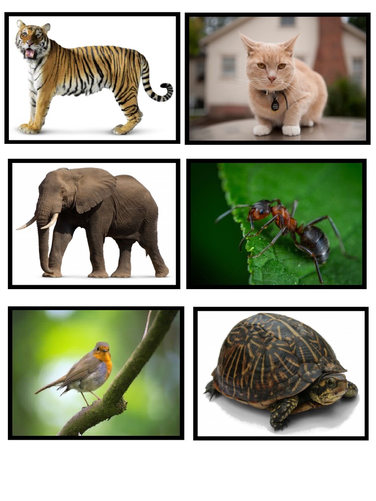 Animals Picture | PDF