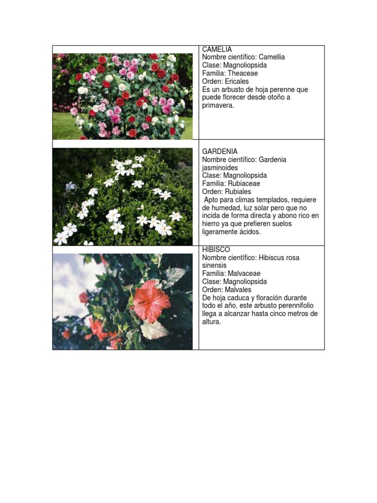 Cinco arbustos y sus nombres científicos | PDF | Rosa | Botánica
