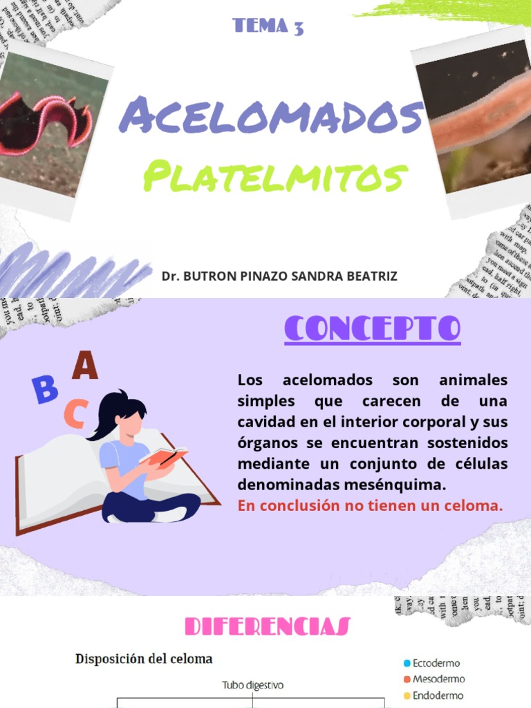 Acelomados y Platelmintos: Características y Clasificación | PDF ...