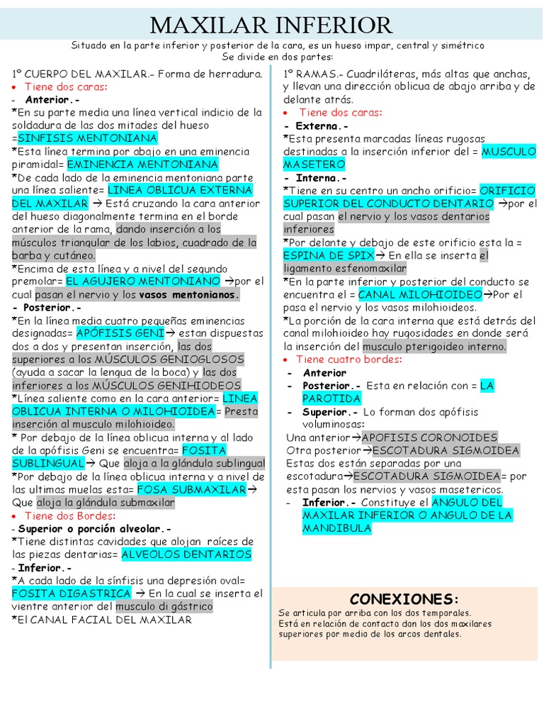 Anatomía del Maxilar Inferior: Estructura y Función | PDF | Anatomía ...