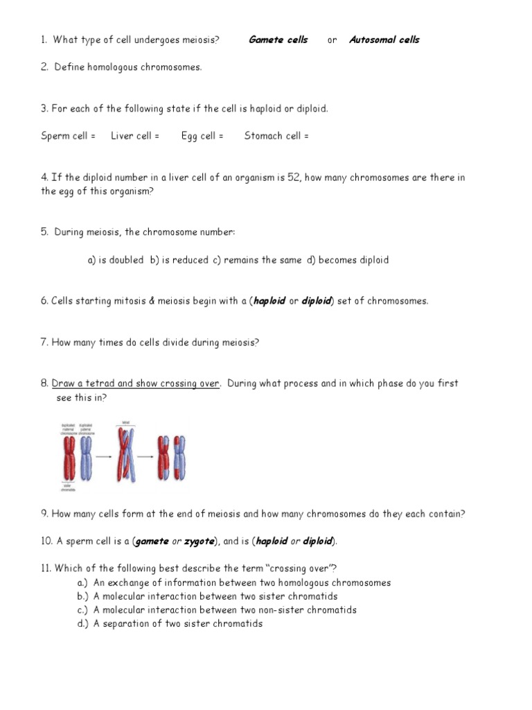 Meiosis Review Student Sheet | PDF