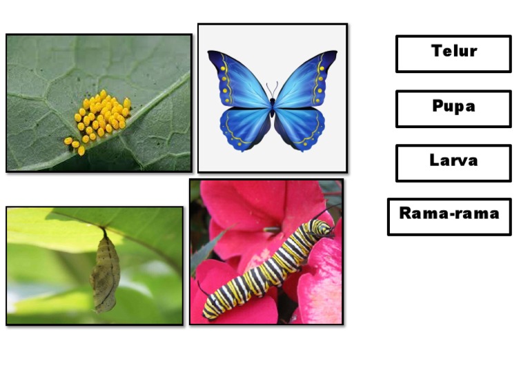 Kitar Hidup Rama Rama Interactive Worksheet Science F - vrogue.co