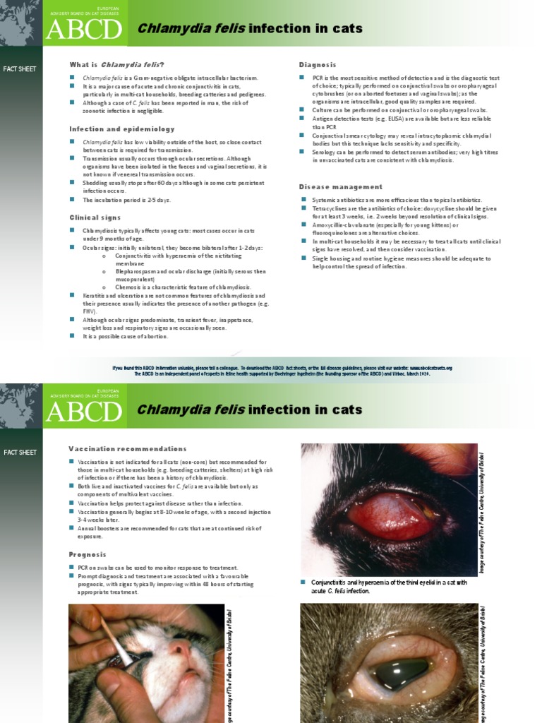 Chlamydia Felis: Infection in Cats | PDF | Infection | Veterinary Medicine