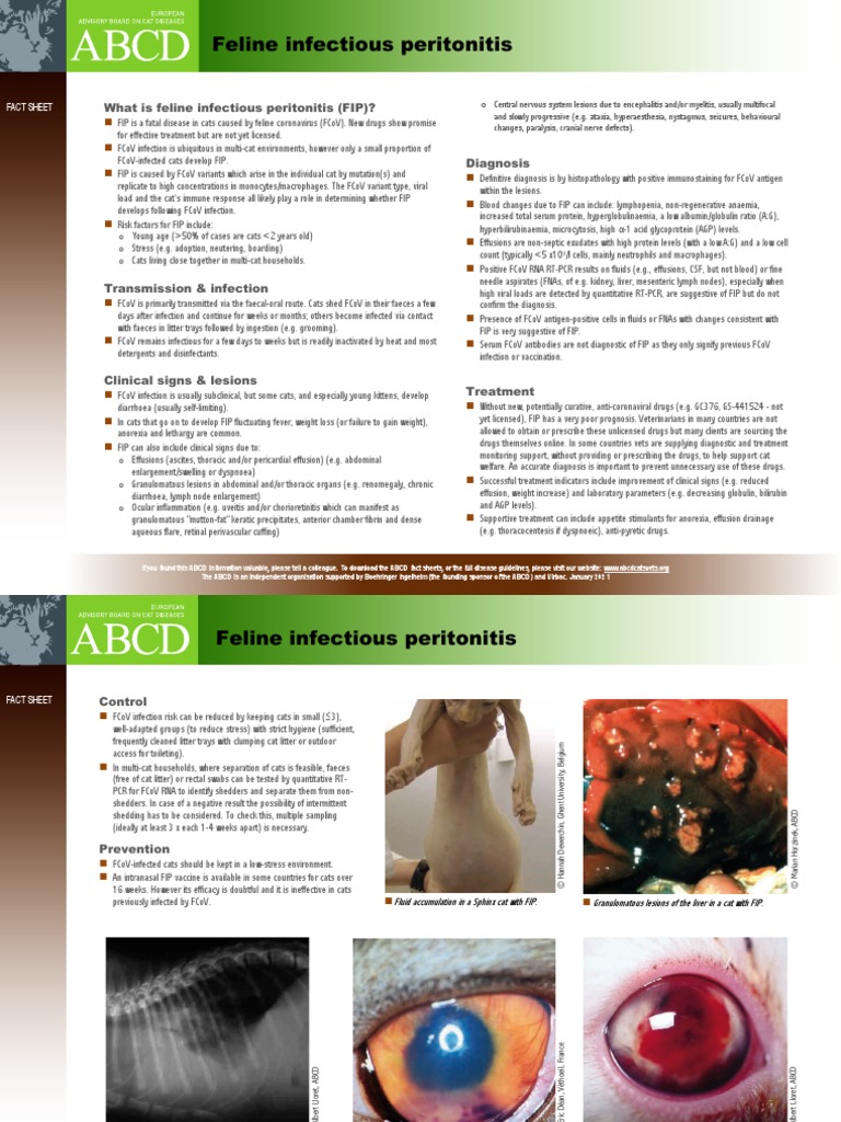 Feline Infectious Peritonitis | PDF | Infection | Microbiology