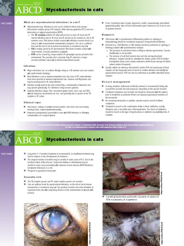 Mycobacterium in Cats | PDF | Tuberculosis | Infection