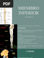 Tabla de M-Sculos Del Miembro Inferior | PDF | Sistema musculoesquelético | Anatomía humana