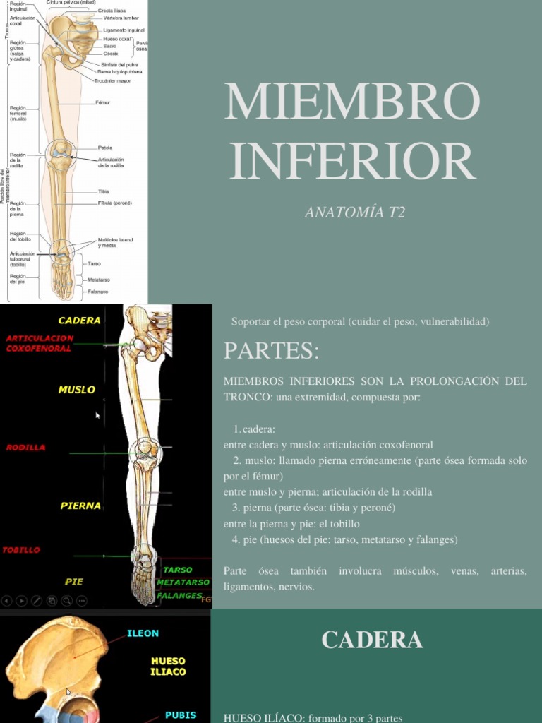 Anato 2. Miembro Inferior | PDF | Pie | Sistema musculoesquelético