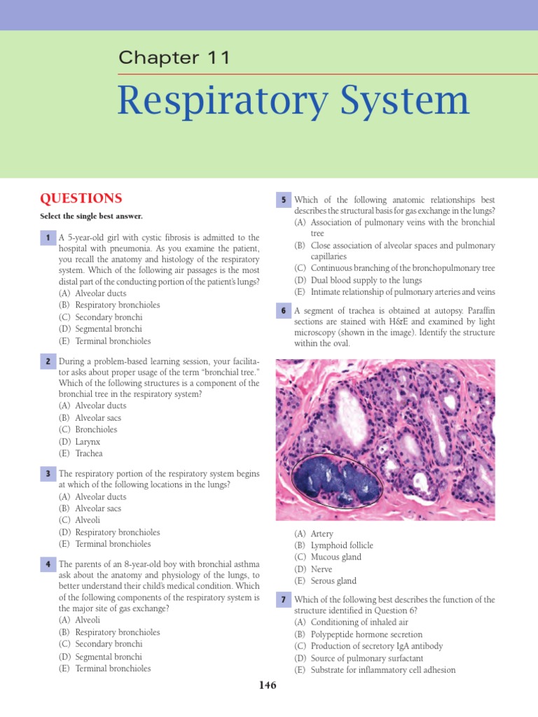 Respiratory System Anatomy Quiz | PDF | Lung | Respiratory Tract