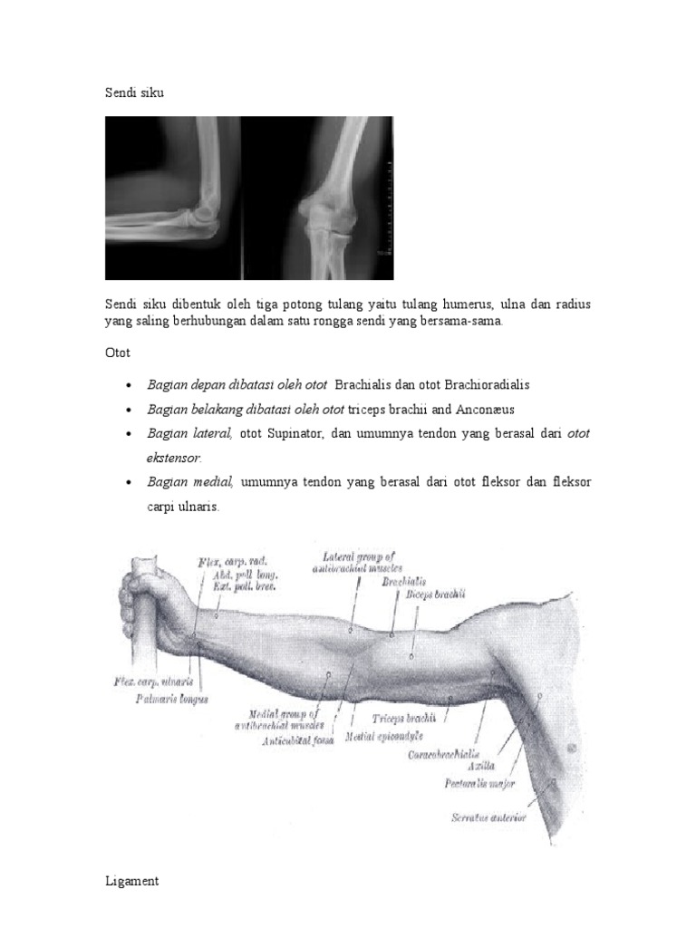 Anatomi Sendi Siku | PDF