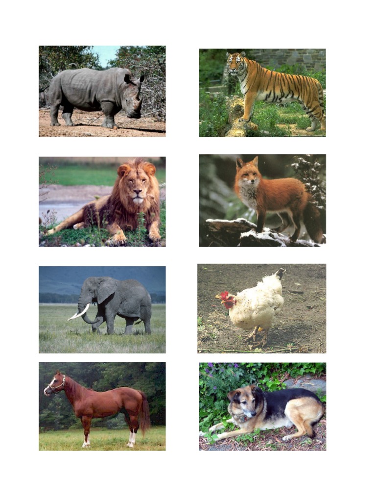 Wild Animals | PDF