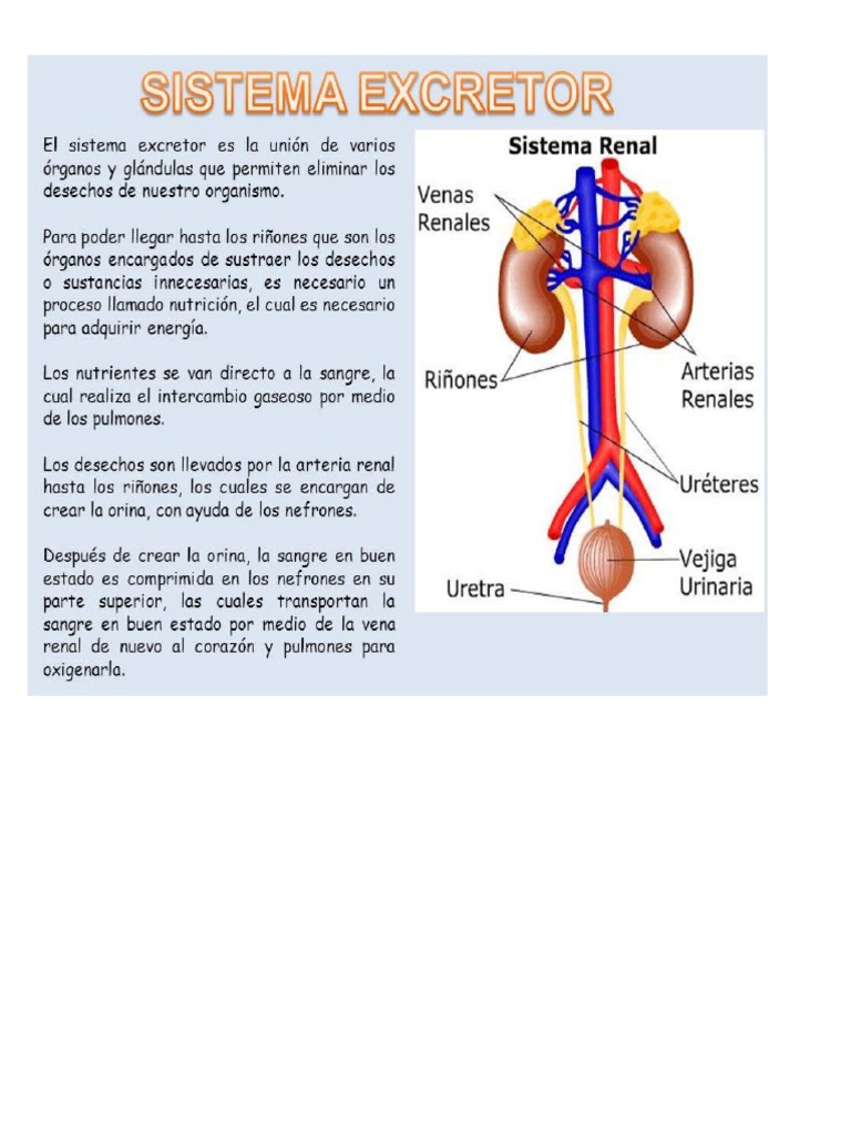 Aparato Excretor | PDF | Sistema urinario | Riñón