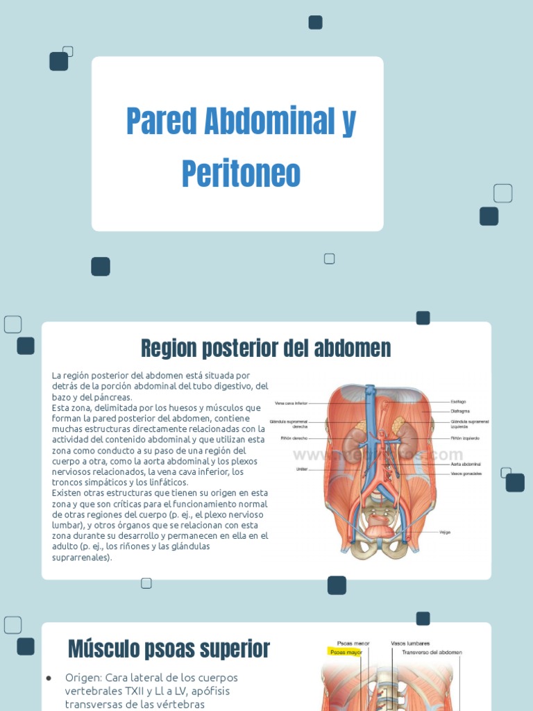 Anatomía de la Pared Abdominal y Peritoneo | PDF | Abdomen | Anatomía