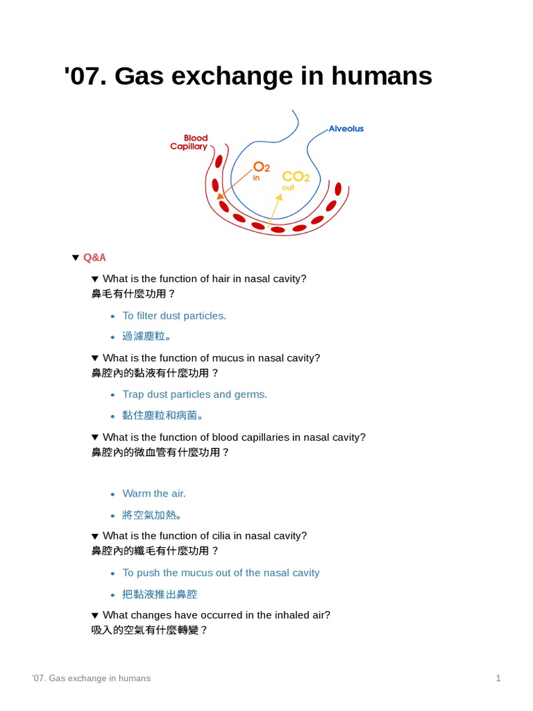 Human Gas Exchange Explained | PDF | Lung | Respiratory Tract